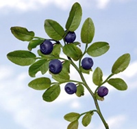 Afin - informatii si beneficii | Tonica.ro