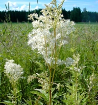 Barba popii - informatii si beneficii | Tonica.ro