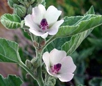 Casul-popii | Tonica.ro