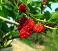 Dud - informatii si beneficii | Tonica.ro