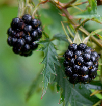 Mur - informatii si beneficii | Tonica.ro