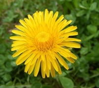 Podbal - informatii si beneficii | Tonica.ro