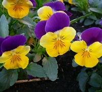 Panseluta - informatii si beneficii | Tonica.ro