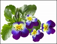 Trei-frati-patati - informatii si beneficii | Tonica.ro