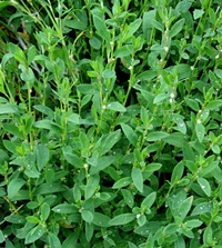 Troscot - informatii si beneficii | Tonica.ro