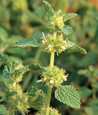 Unguras - informatii si beneficii | Tonica.ro