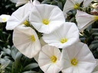 Volbura - informatii si beneficii | Tonica.ro