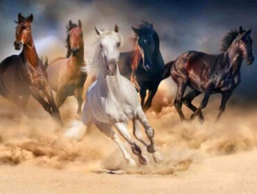 Citeste despre Dicţionar de vise pe Tonica.ro