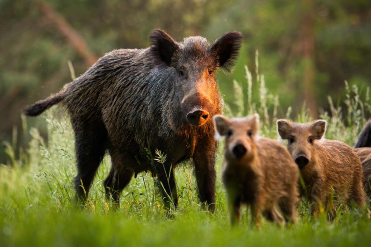 Iata ce inseamna cand visezi porci mistreti